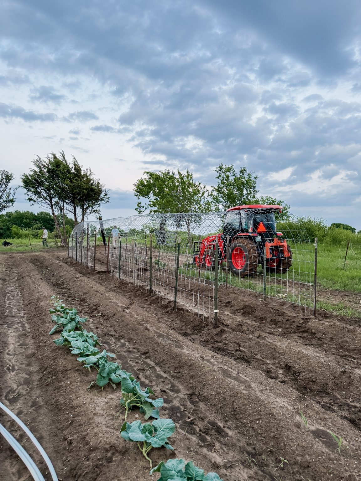 WHAT’S GROWING THIS SPRING IN THE GARDEN – Sugar Creek Farm